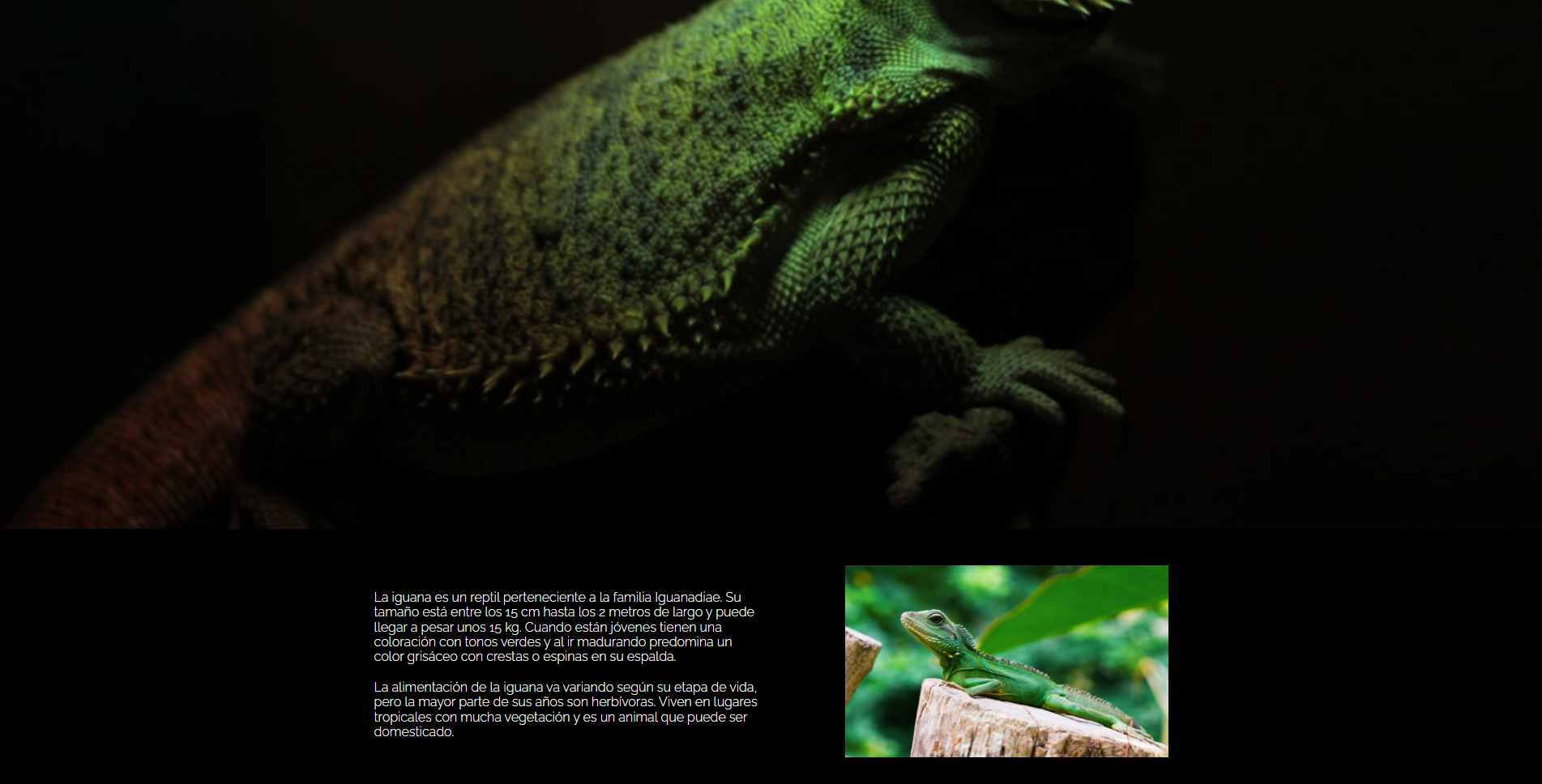 Portafolio Felipe Guajardo